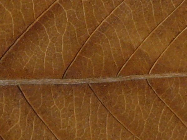 texture 0037 - Texturelib